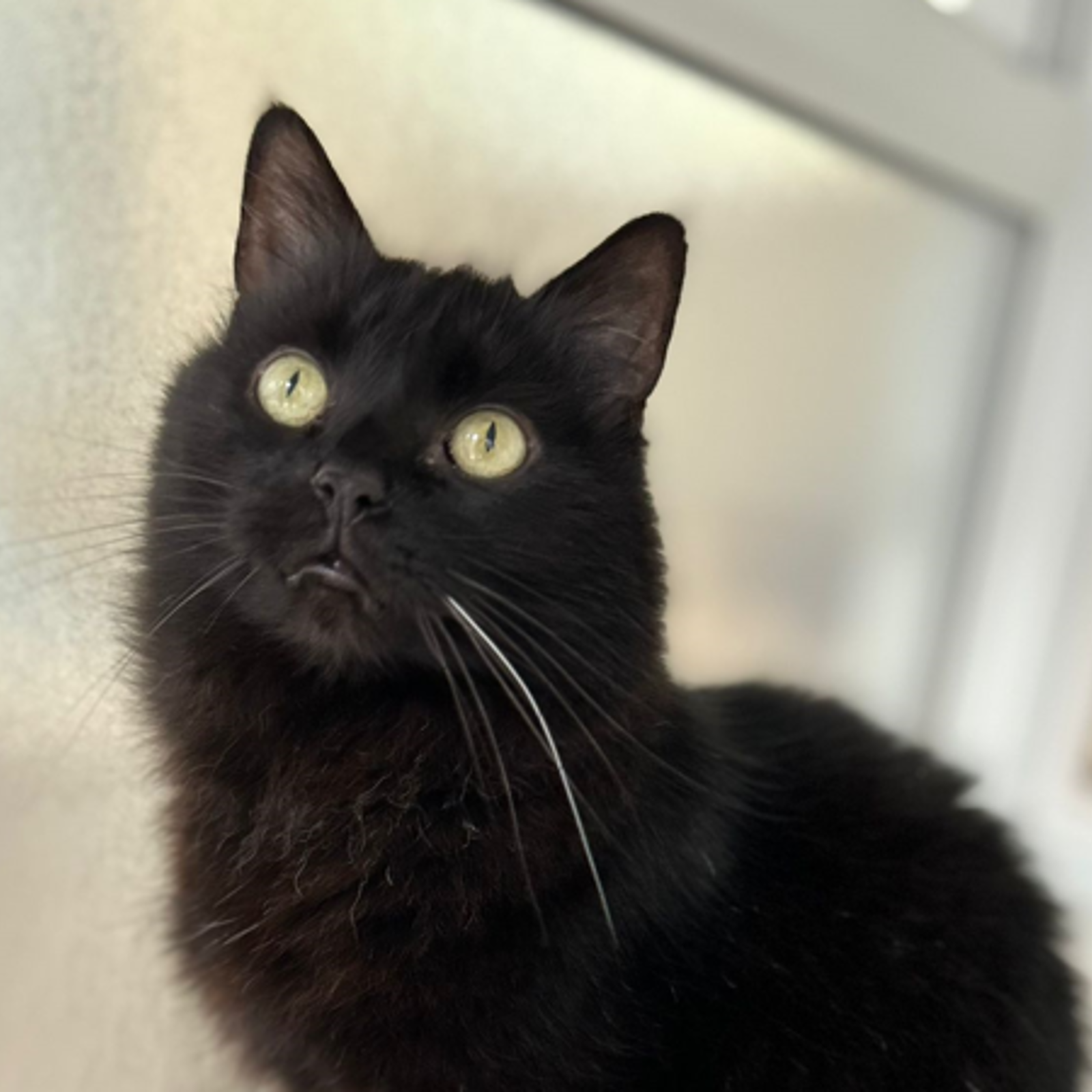 Yard/Stable Cats | Greenacres Rescue