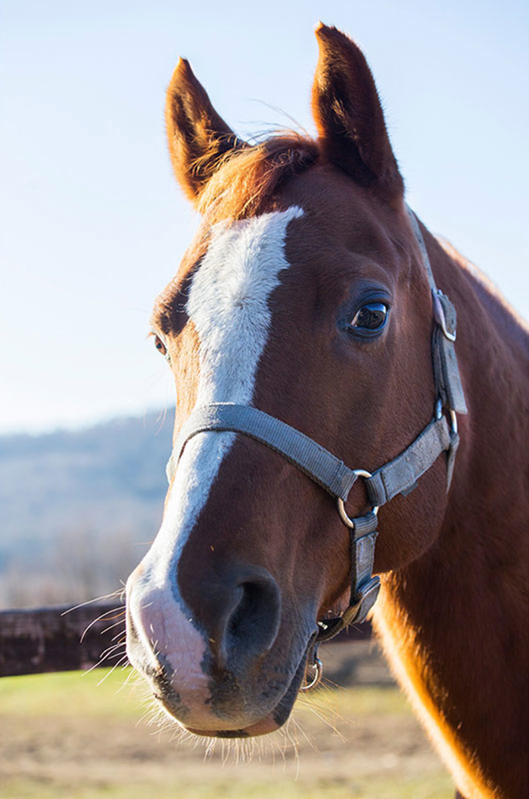 Pembrokeshire's Animal Rescue | Greenacres Rescue