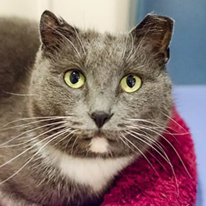 Generic Cat Application | Greenacres Rescue