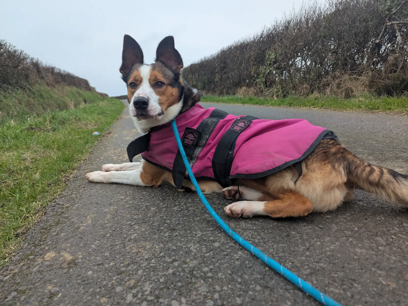 Dogs | Greenacres Rescue