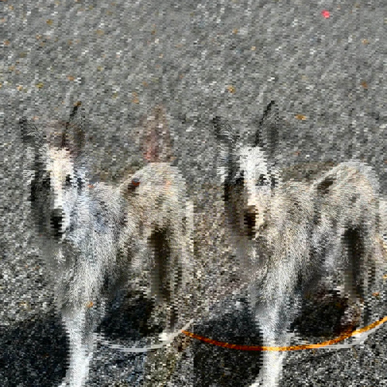 Generic Dog Application | Greenacres Rescue