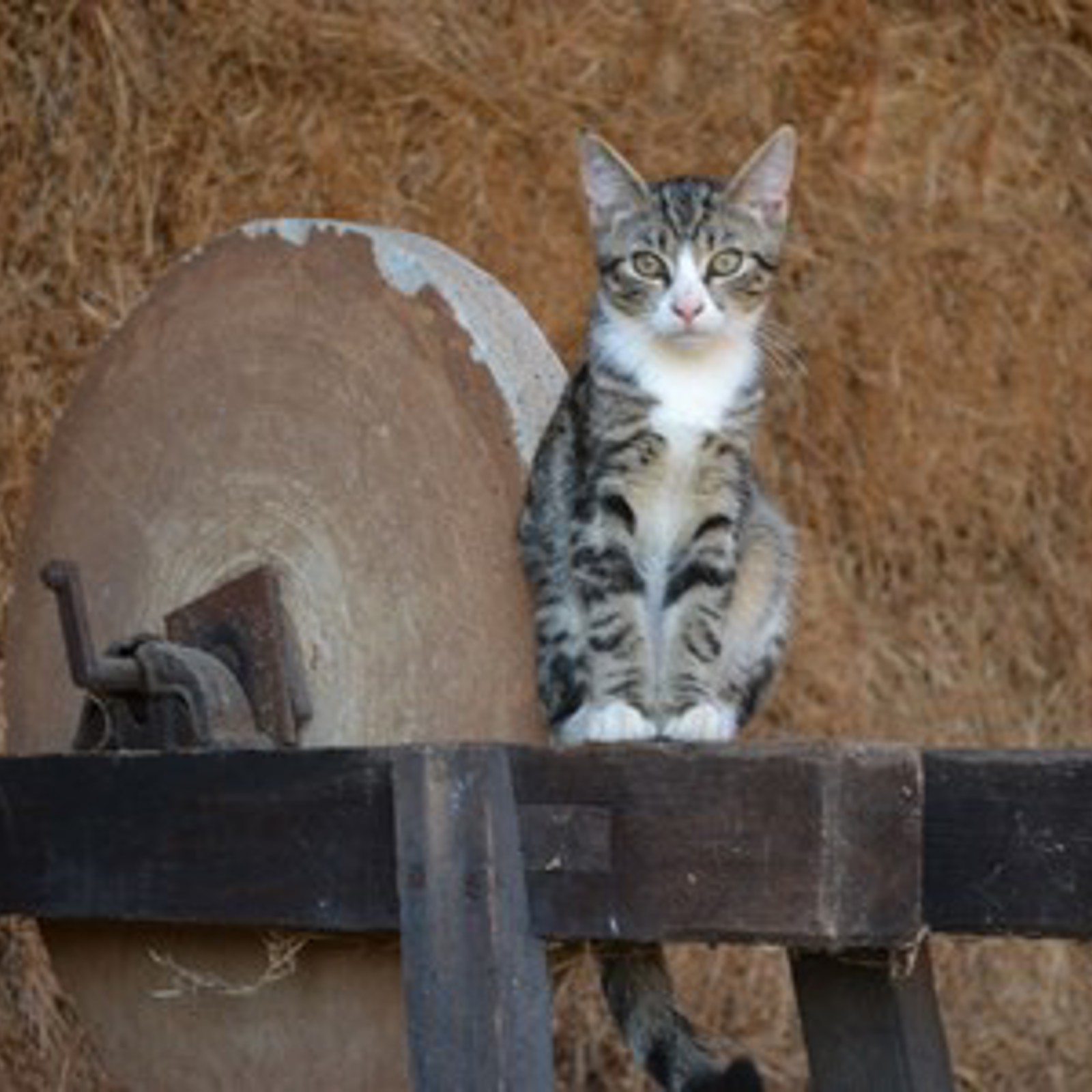 Generic Cat Application | Greenacres Rescue