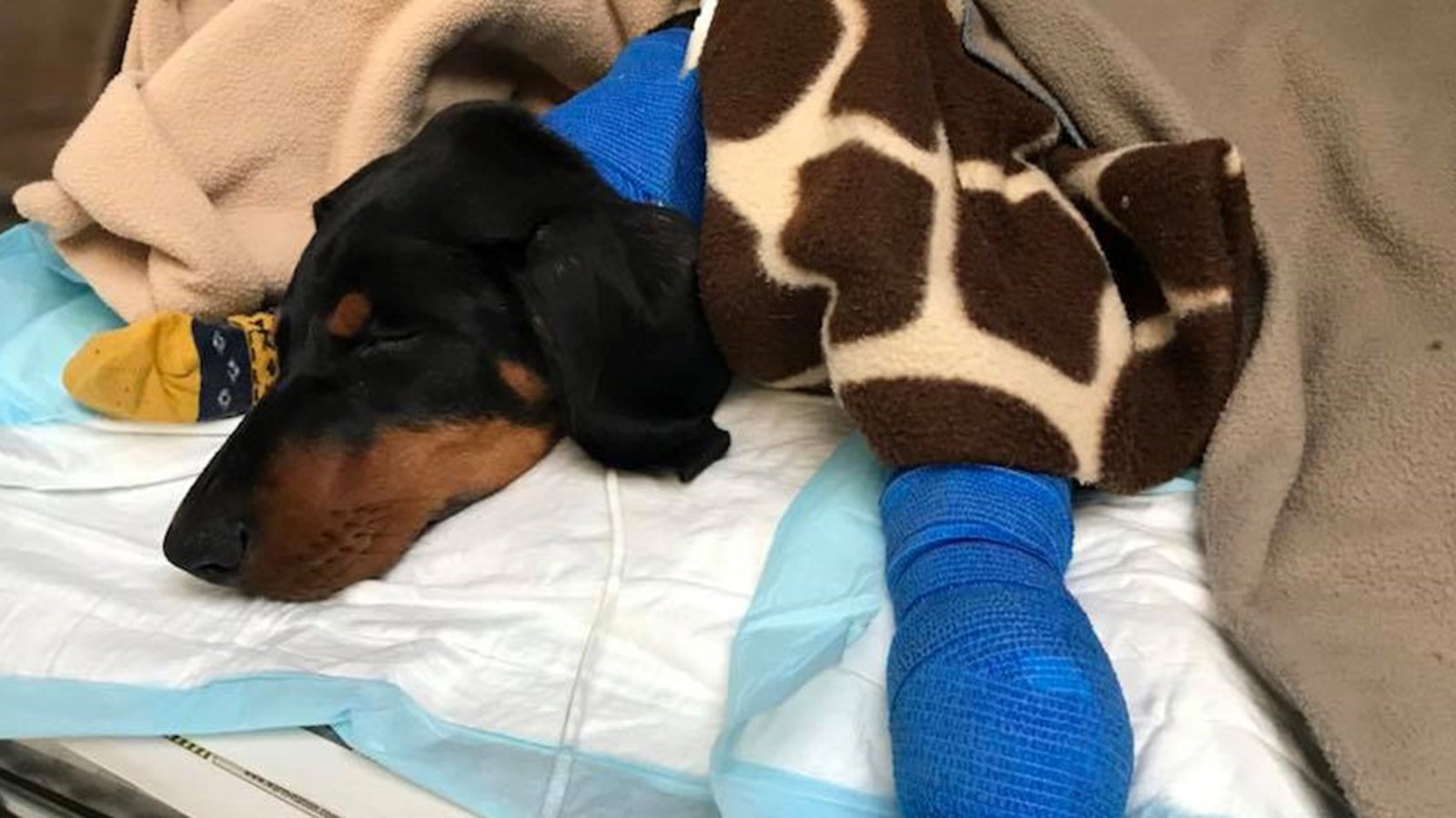 Remus Doberman | Greenacres Rescue