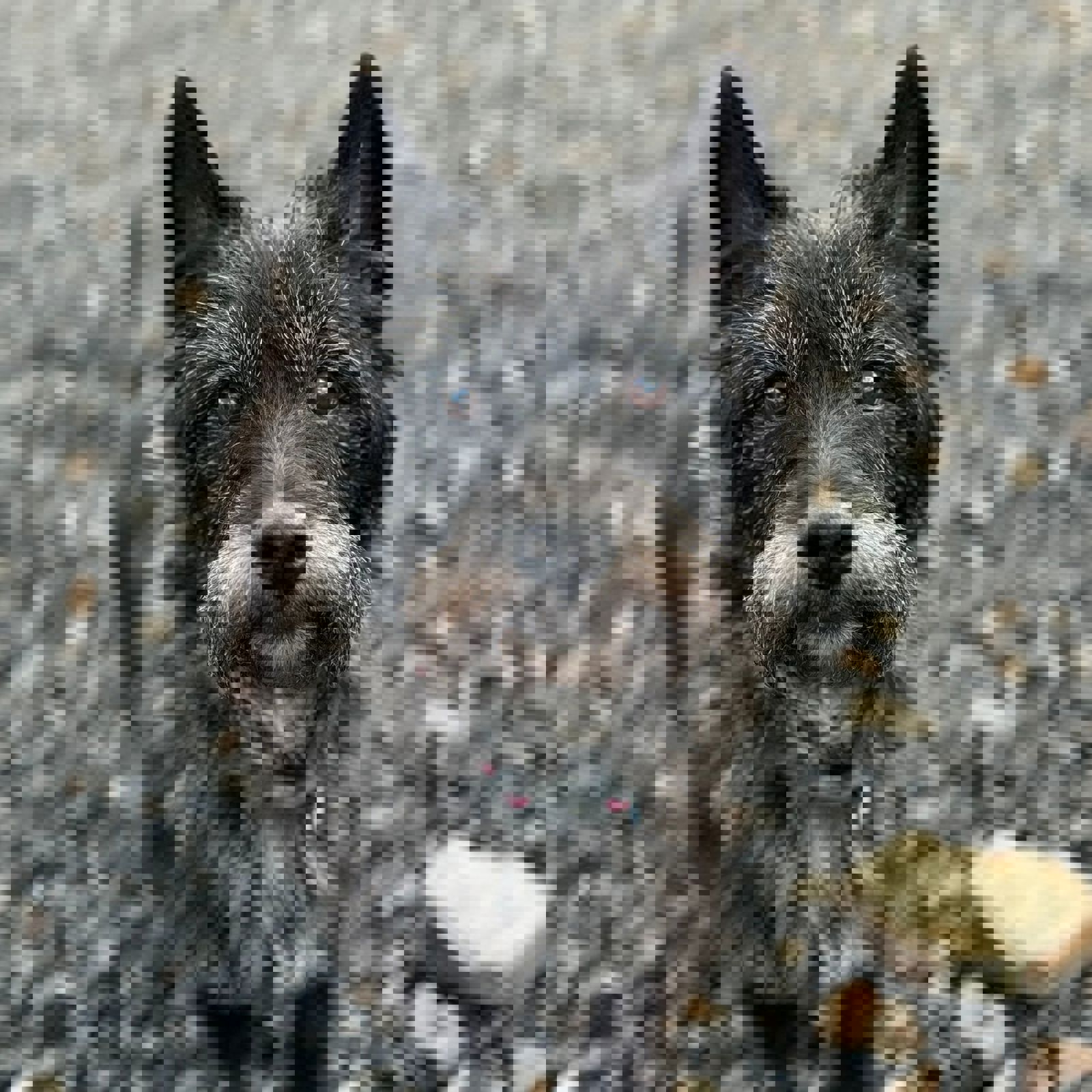 Generic Dog Application | Greenacres Rescue