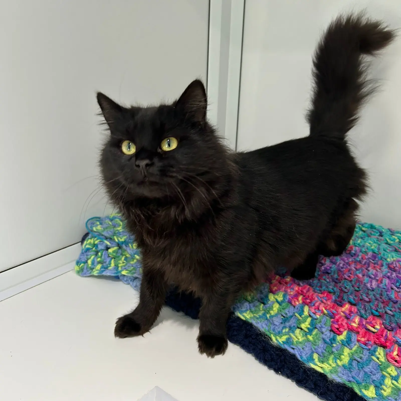 Generic Cat Application | Greenacres Rescue